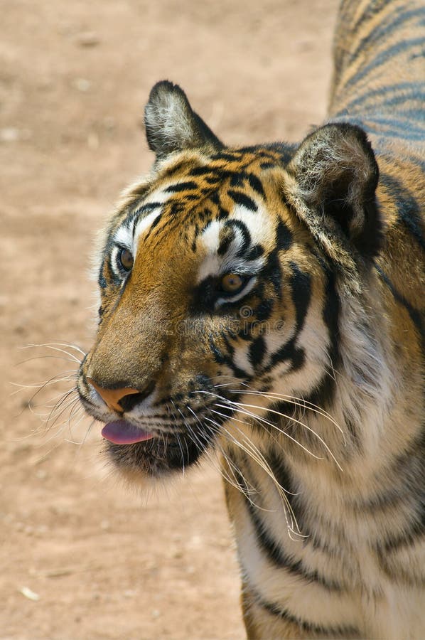 Tijger met uit tong stock foto. Image of behendig, schoonheid - 23953634
