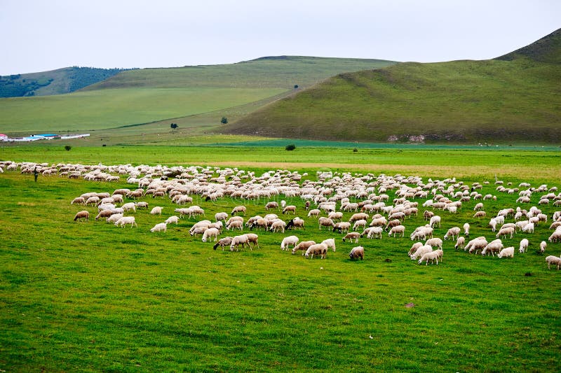 De Troep Van Geiten in De Steppe Stock Afbeelding - Image of gouden ...