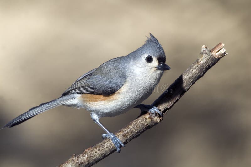 Tufted Mees (tweekleurige Die Baeolophus) Landt. Stock Afbeelding ...