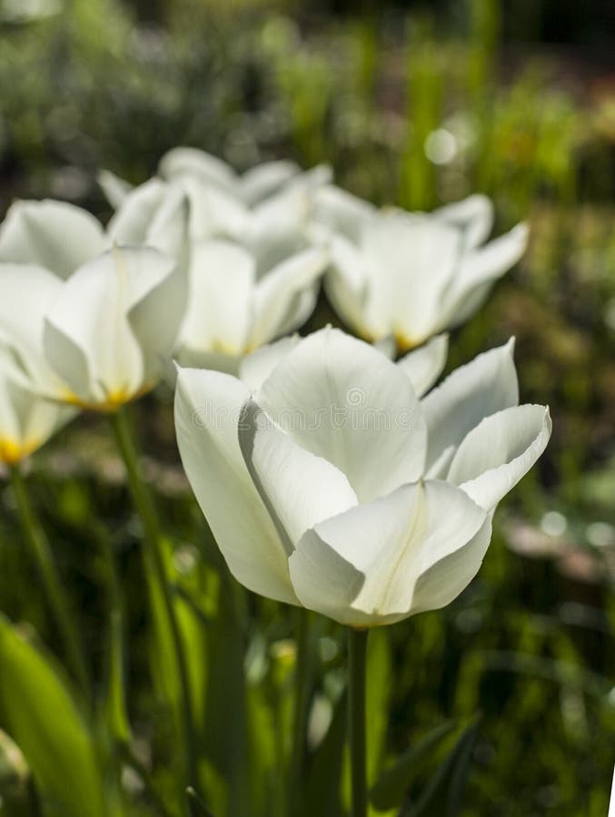 Witte Tulpen Op Een Zonnige Dag, Licht En Helder Stock Foto - Image of ...