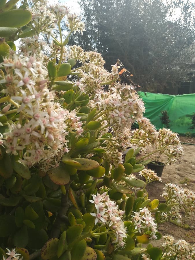 De Schoonheid Van De Tuinen - Lelie. Knop Van Rode Liliu Stock Foto ...