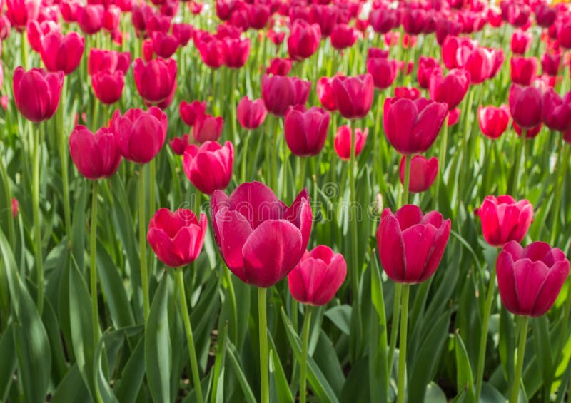 De tulp stock afbeelding. Image of schoonheid, tuinieren - 33757913