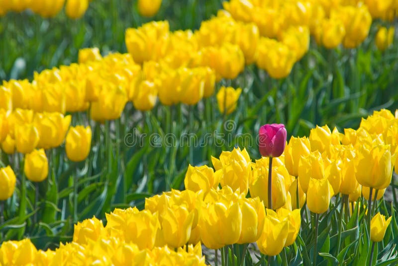 De Tulp van de macht stock foto. Image of zelf, bloem - 2266468