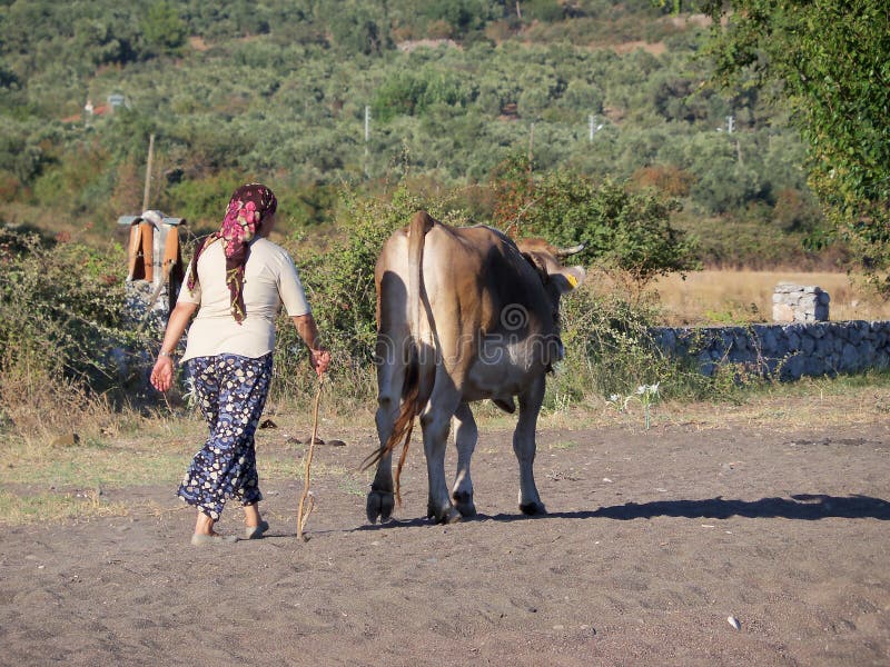 De Turkse Vrouw Van Het Land Met Koe Redactionele Stock Afbeelding ...