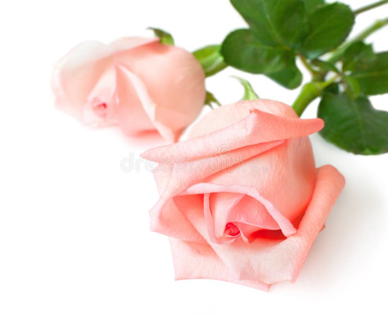 De twee rozen stock foto. Image of mooi, vier, geïsoleerd - 18734606