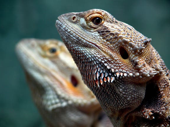 Draken Tweelingen stock foto. Image of multi, dier, piek - 12234