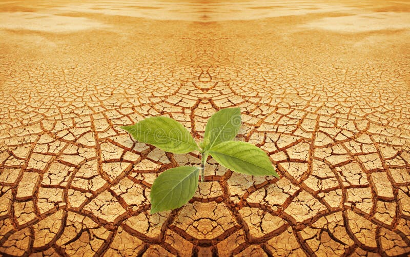 Jonge Scheut in Droge Grond Stock Afbeelding - Image of achtergrond ...