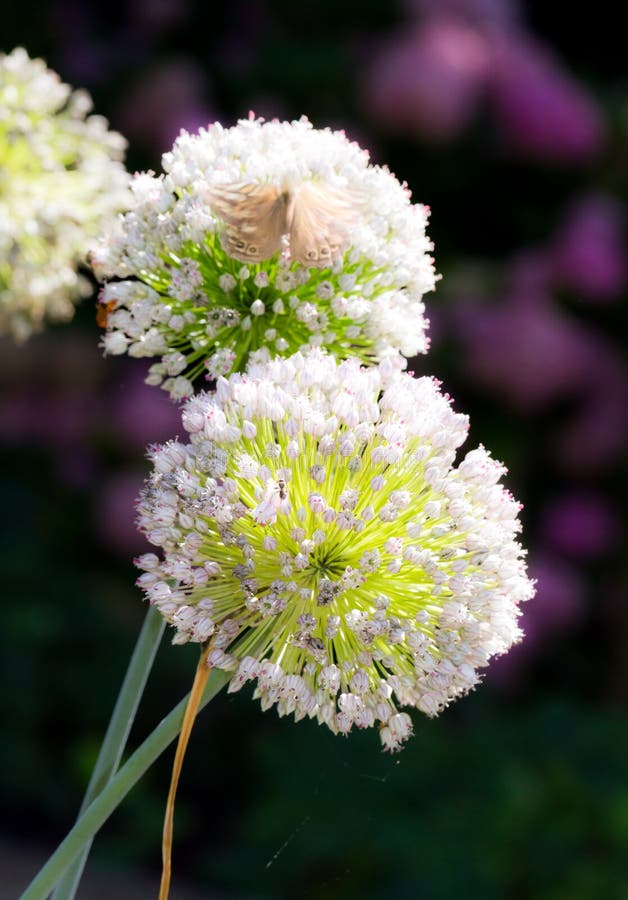 De bloeminsecten van de ui stock afbeelding. Image of hoofd - 27695297