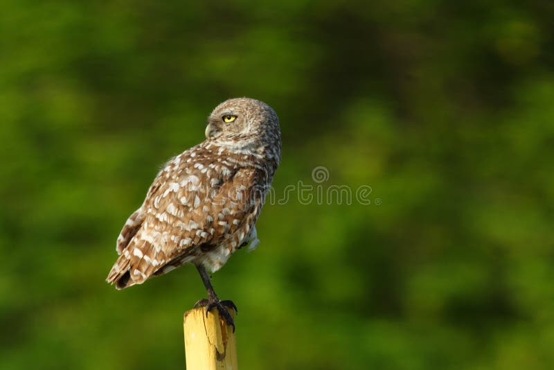 De Uil van Burrowing stock afbeelding. Image of wild - 13470517