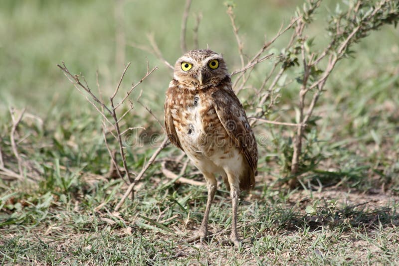 De Uil Van Burrowing Op Het Gras in Venezuela Stock Afbeelding - Image ...