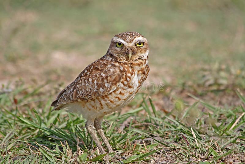 De Uil Van Burrowing Op Het Gras in Venezuela Stock Foto - Image of ...