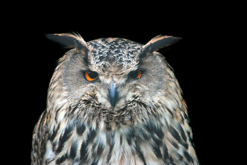 De ogen van de uil stock afbeelding. Image of wild, dier - 5167685