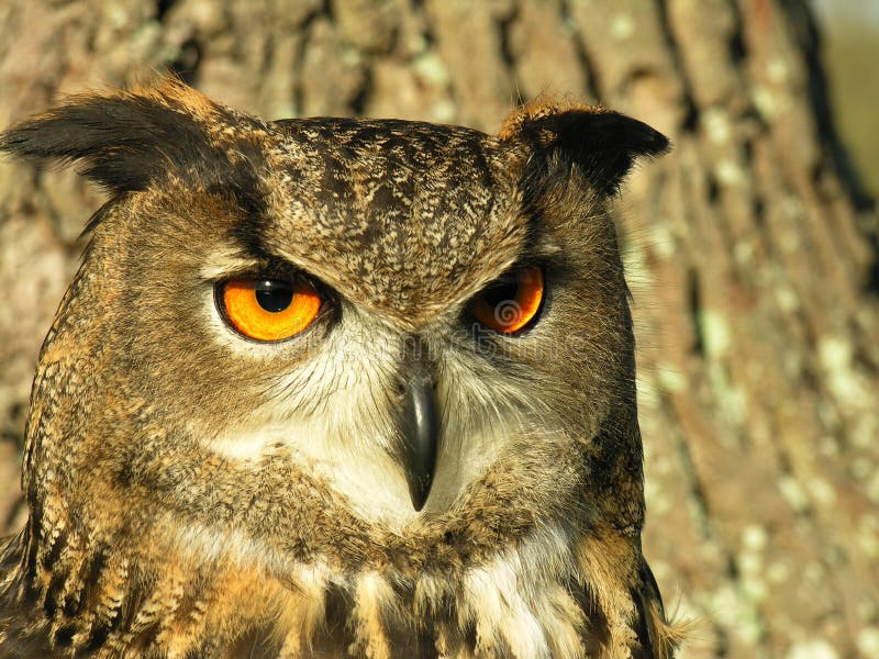 De Uil van de adelaar stock foto. Image of europees, ogen - 377906