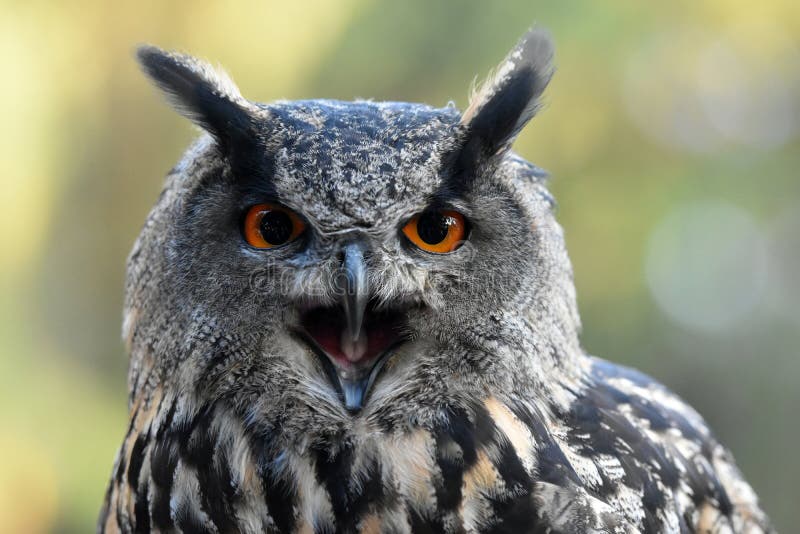 De uil van de adelaar stock foto. Image of adelaars, dier - 96737338