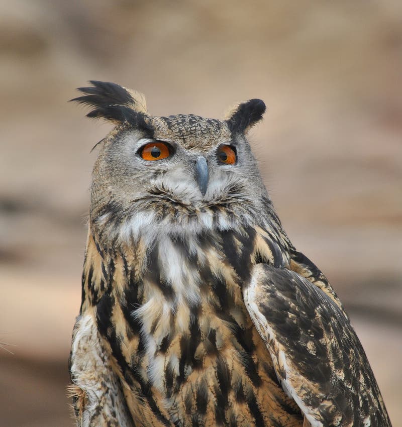 De Uil Van De Adelaar Van De Woestijn Stock Afbeelding - Image of ...
