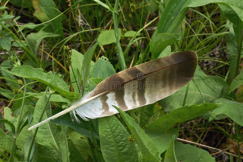De Uil Van De Veerroofvogel Stock Foto - Image of dieren, adelaar: 57075698