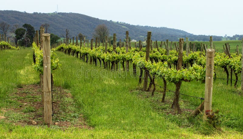 De Uitbarsting van de knop stock foto. Image of uitbarsting - 345872