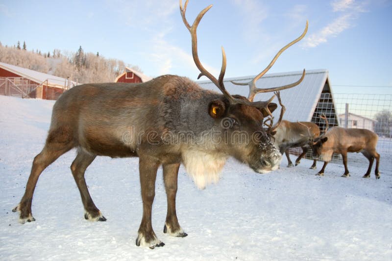 Een kudde van rendier stock foto. Image of groep, terrein - 24371168