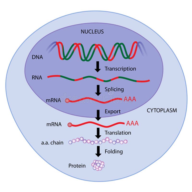 Eiwitsyntesis Schematische Illustratie. Afbeelding Van De Mrna - En ...