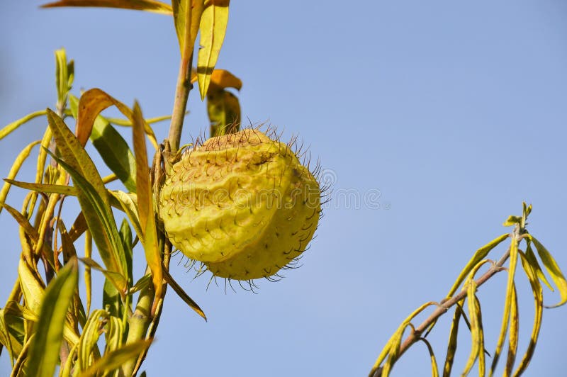 De Unieke Harige Bol Van De Installatie Stock Foto - Image of kleur ...