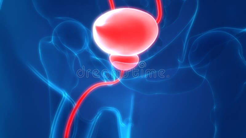De Urineblaas Van Menselijk Lichaamsorganen Stock Illustratie ...