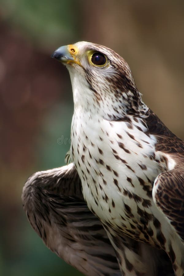 Sakervalk, Falco Cherrug, Met Gevangen Ekster Op De Steen Roofvogel ...