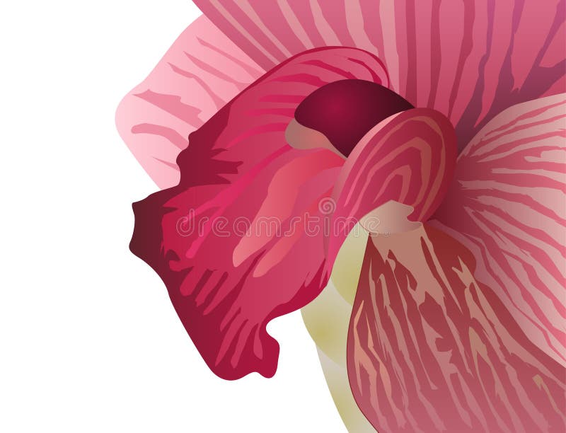 De vector van de orchidee vector illustratie. Illustration of decoratie ...