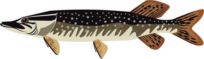 Snoeken Stock Illustrations, Vectors, & Clipart – (9,340 Stock ...