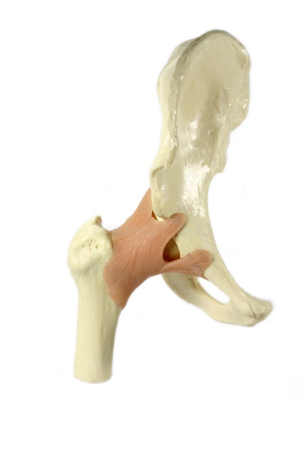 Anatomisch Die Model Van Heupverbinding Met Pezen En Ligamenten Met ...