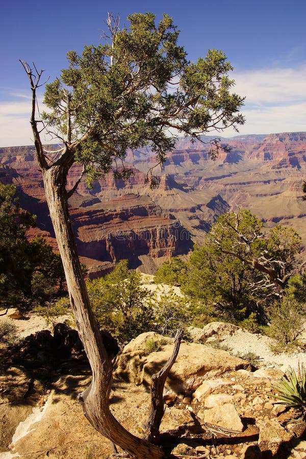 De Verdraaide Boom Van De Jeneverbes Stock Afbeelding - Image of kloof, verdraaid: 48392213