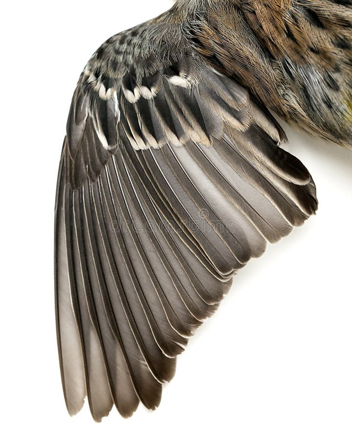 De Veren Van De Vleugel Van De Vogel Stock Afbeelding - Image of nave ...