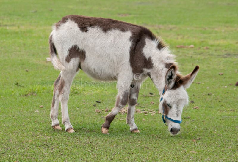 De Ezel van de verf stock afbeelding. Image of boerderij - 20422677