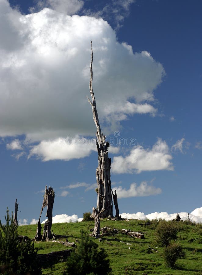 De Van Angst Verstijfde Stompen Van De Bomen Van Cyprus Steken Omhoog ...