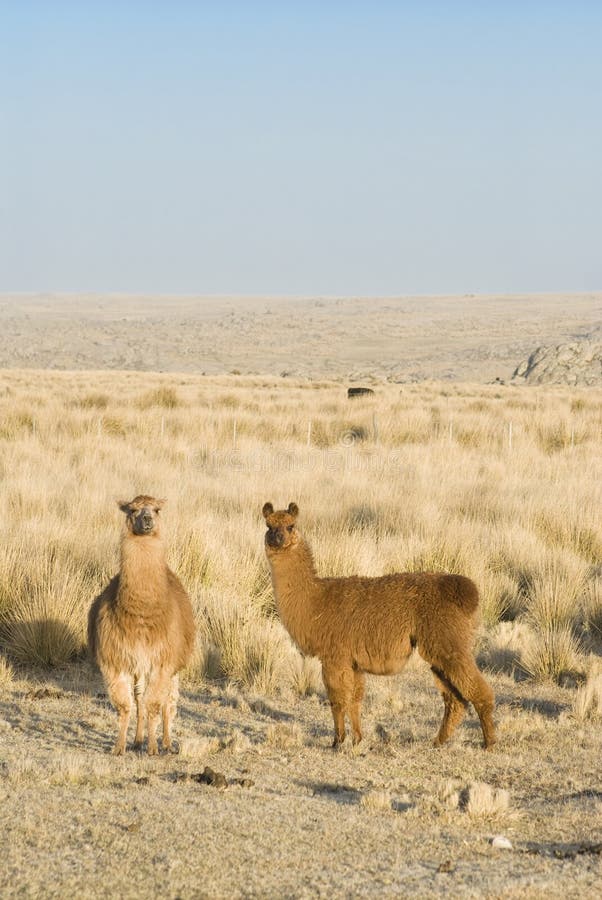 De verticaal van lama's stock afbeelding. Image of lama - 21700861
