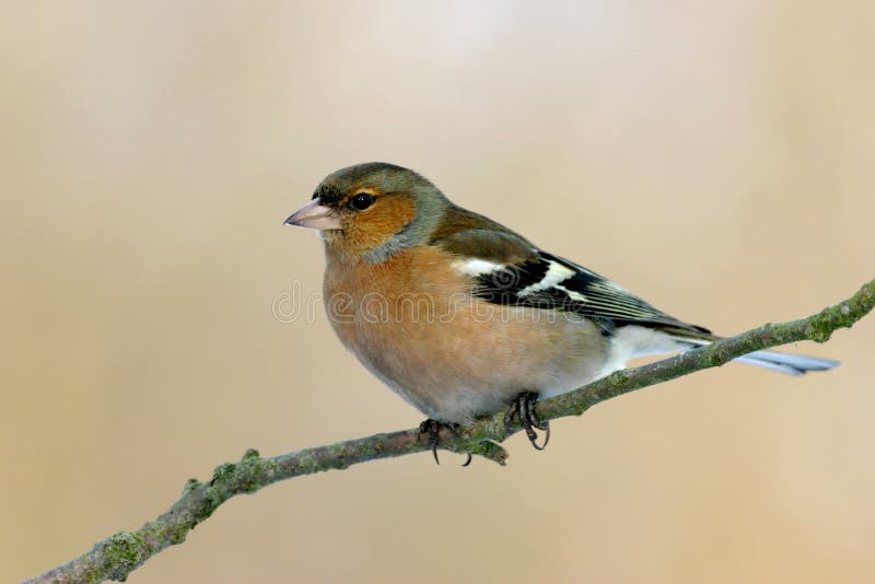 Vink tijdens de vlucht stock foto. Afbeelding bestaande uit flying ...