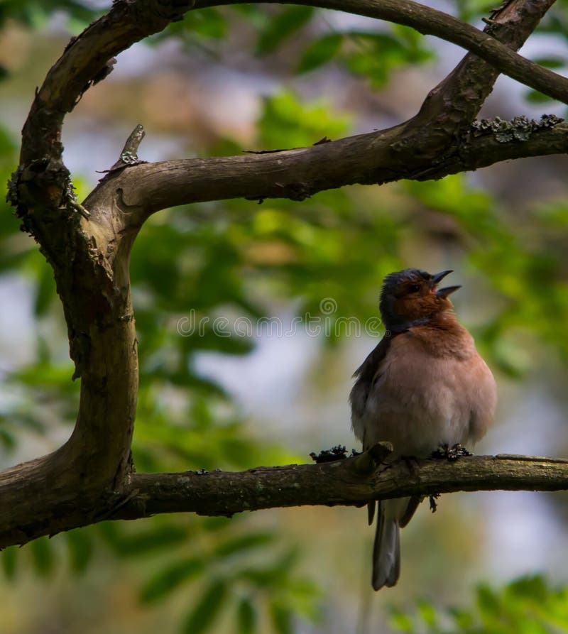 De Vink stock afbeelding. Image of leefgebied, vogels - 96375587