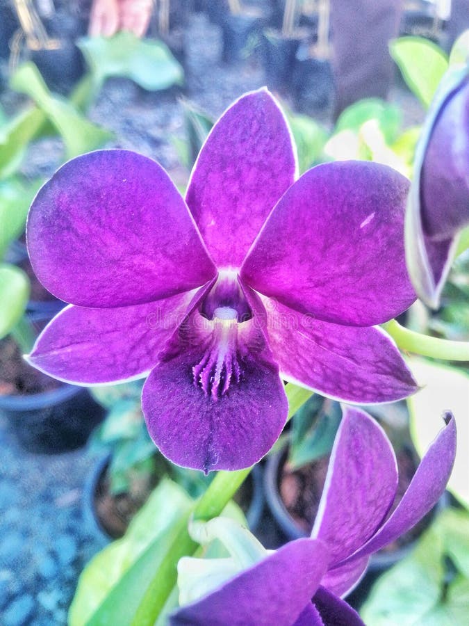 Violette orchidee stock afbeelding. Afbeelding bestaande uit life ...