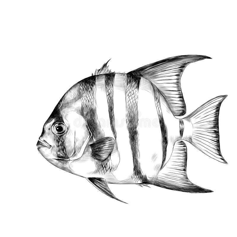 De Atlantische Tekening Van Kabeljauwvissen Vector Illustratie ...