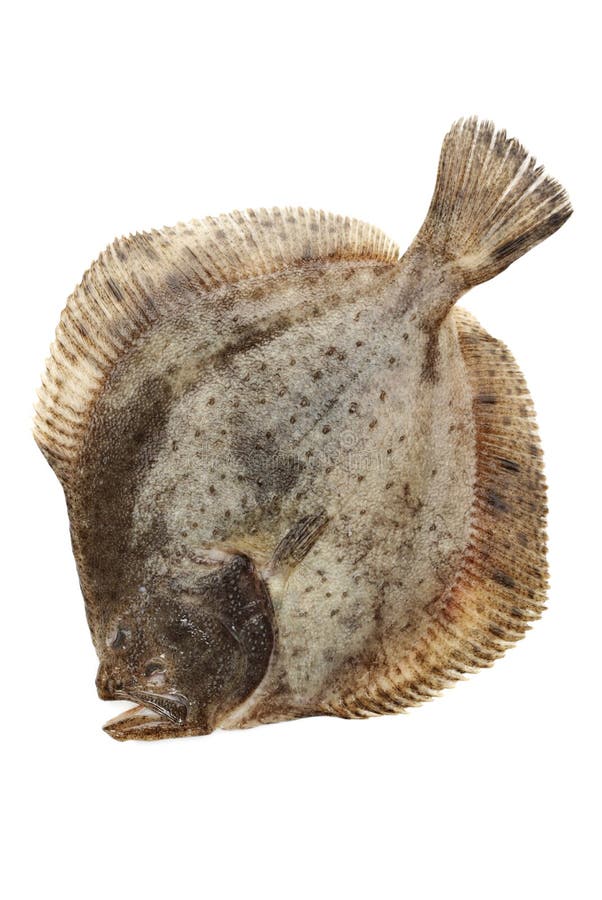 Tong stock foto. Image of enig, bevlekt, kant, nave, geïsoleerd - 28001886