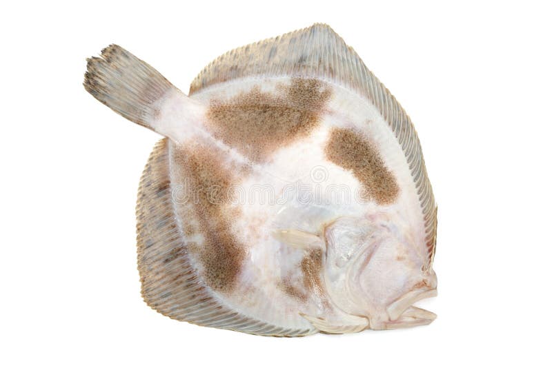 Geïsoleerde platvissen stock afbeelding. Image of platvissen - 40090795