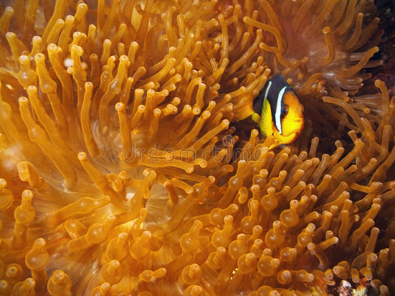 De Vissen Van De Clown Met Rode Anemoon Stock Afbeelding - Image of ...