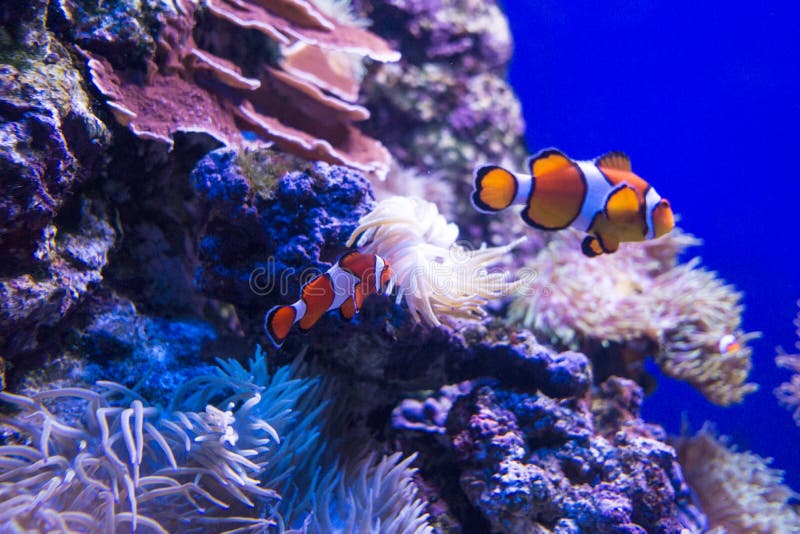 Nemo-gekloonde Vis in Mooi Koraalrif Stock Foto - Image of kleurrijk ...