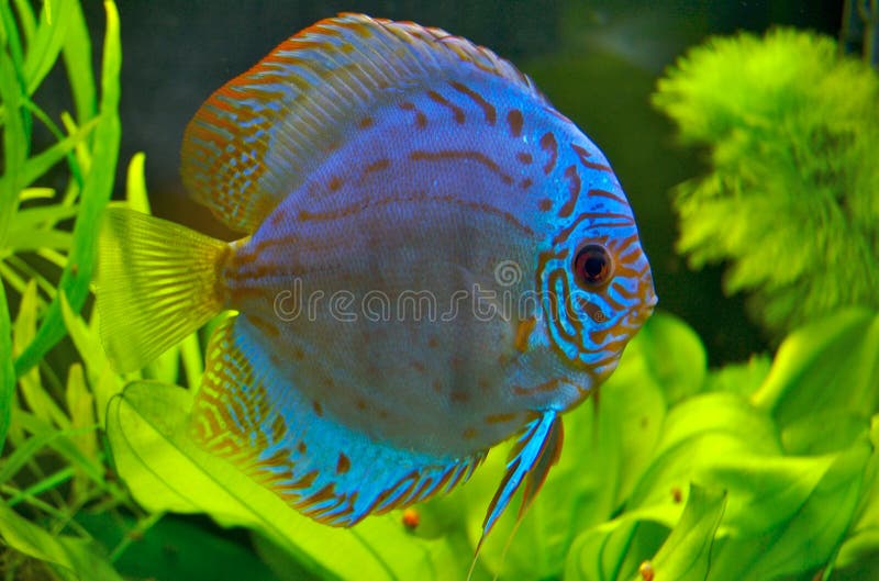 De vissen van de discus stock foto. Image of gunst, dier - 772452