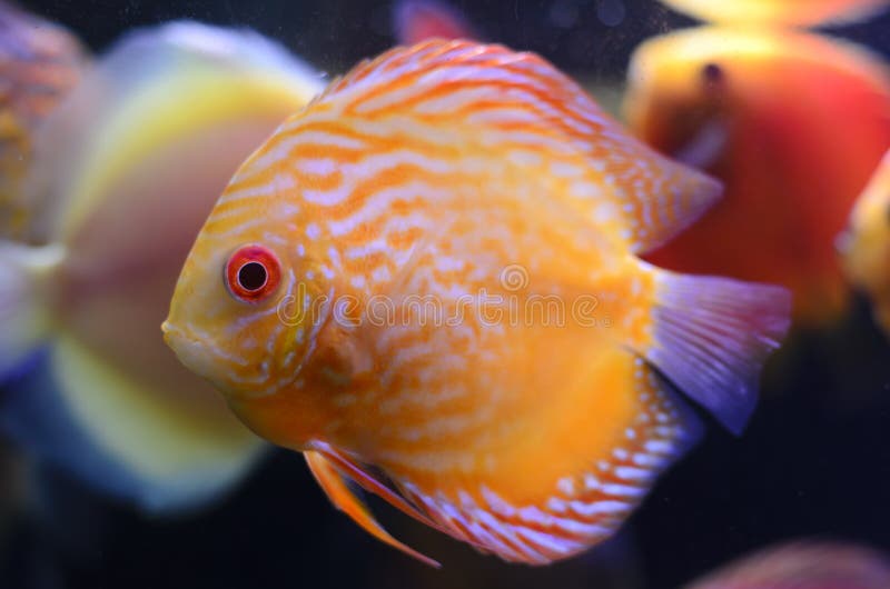 De Vissen Van De Discus, Gele Discus Symphysodon. Stock Afbeelding ...