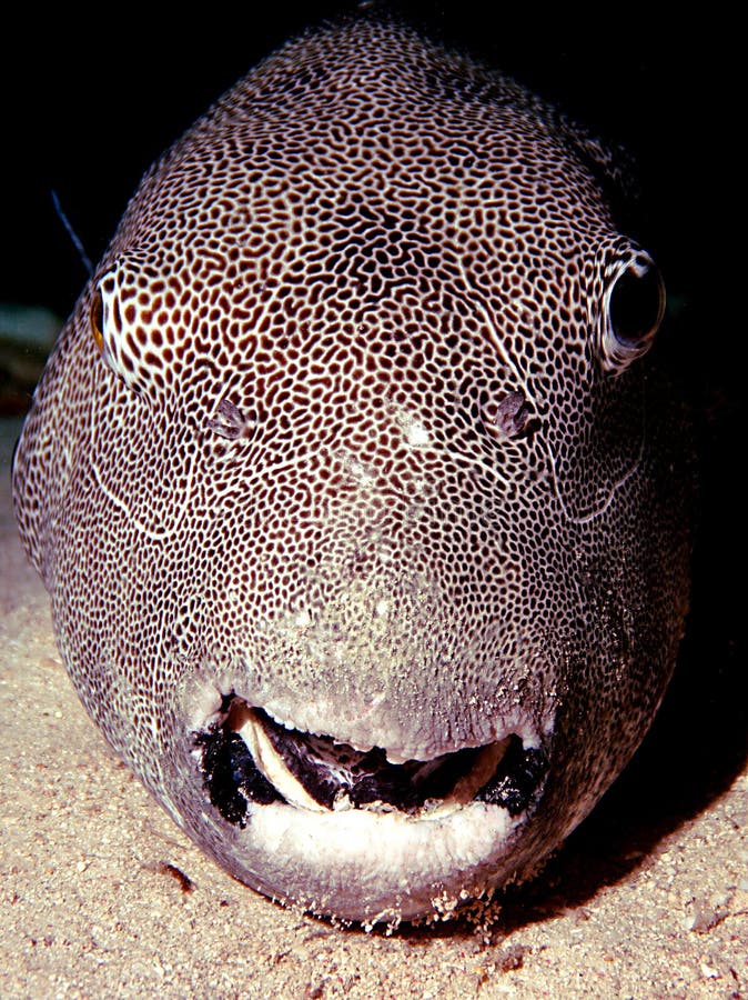 Prikkelbolvis stock foto. Image of voedsel, lelijk, eetbaar - 5944782