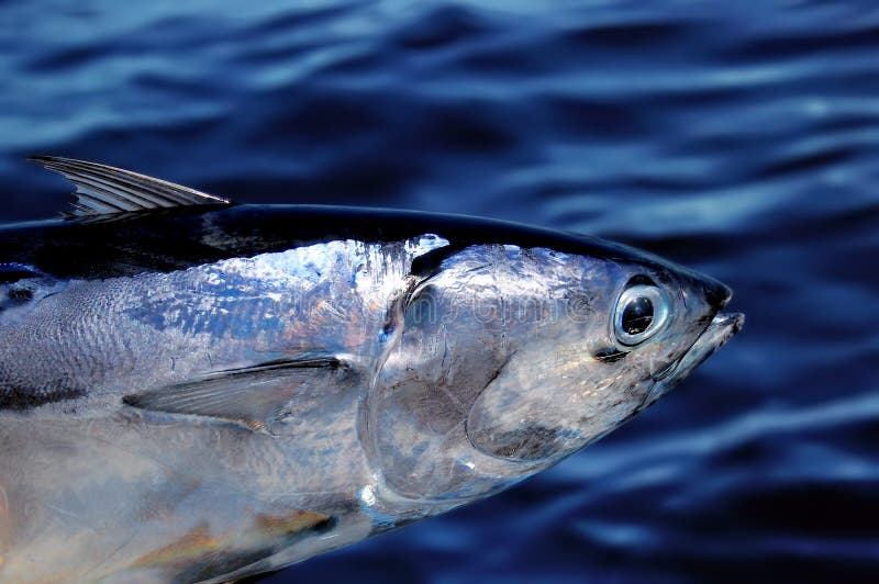 De vissen van de tonijn stock foto. Image of overzees - 3408496
