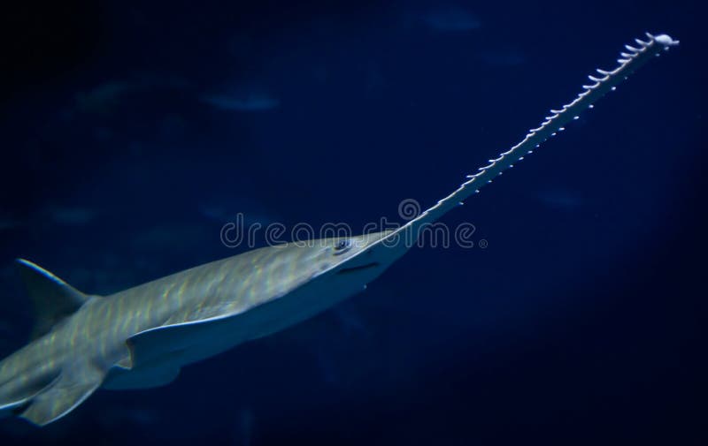 Diepzeemonster vis stock illustratie. Illustration of vissen - 8701645