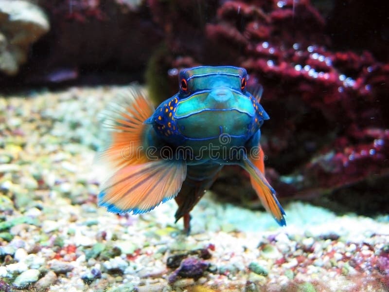 De vissen van het aquarium stock foto. Image of fauna - 13306952