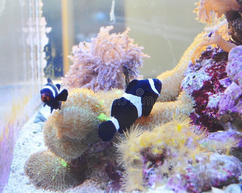 De vissen van het aquarium stock foto. Image of diep - 29461684