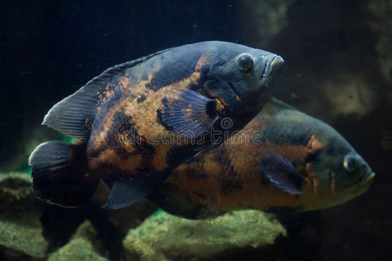 Ocellatus van Astronotus stock foto. Image of dier, zwevend - 152060222